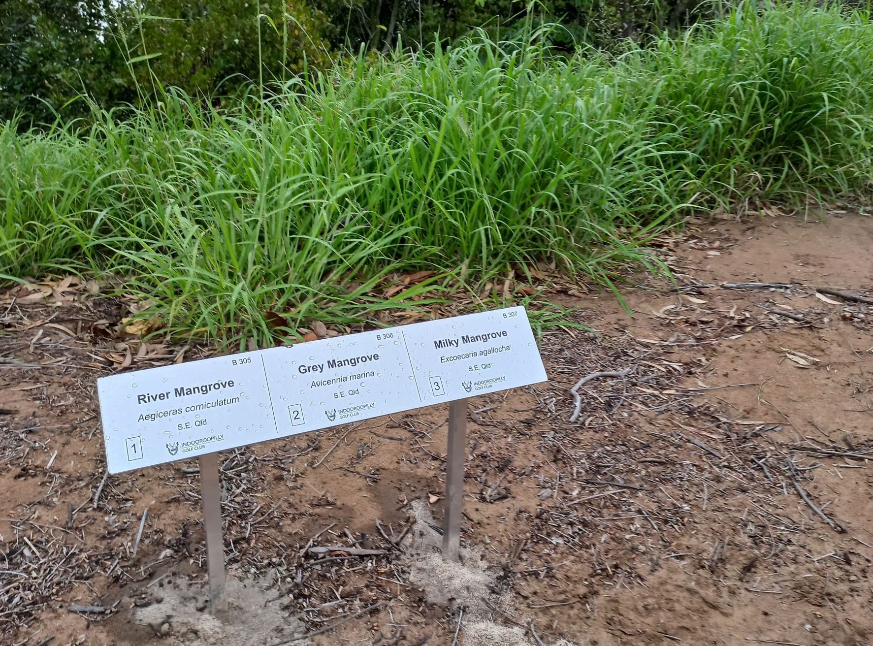 Shrub label - Indooroopilly Golf ClubIndooroopilly Golf Club